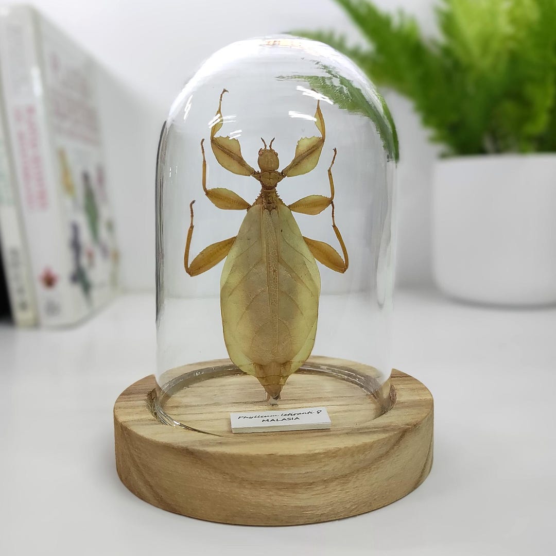 Phyllium Letiranti female. Malaysian Leaf Insect. Dome 8.5x12.5 Cm - Etsy
