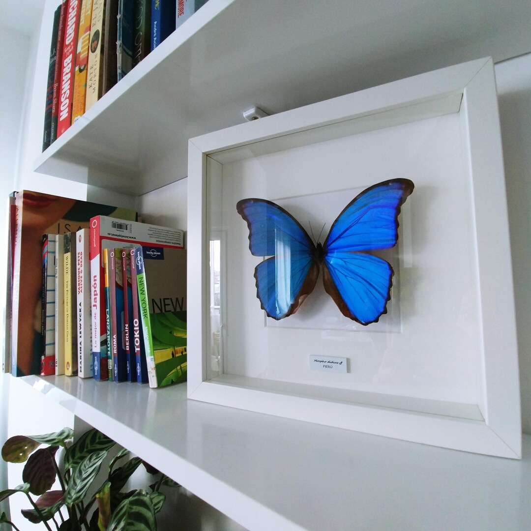 Peruvian Blue Butterfly, Morpho Didius in White Frame. - Etsy