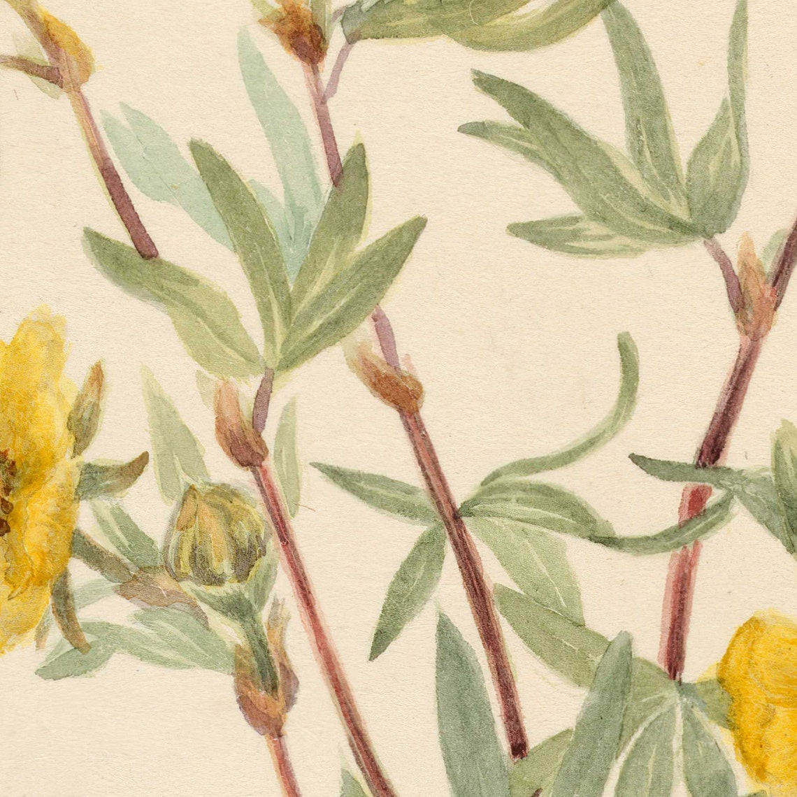 Yellow Antique Botanical Print | Botanical Wall Art Print Instant ...