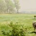 Spring Landscape Painting / Sheep Pasture Painting / Spring Blossom ...