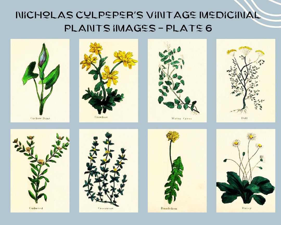 Nicholas Culpeper's Vintage Medicinal Plants Images - Plate 6 ...