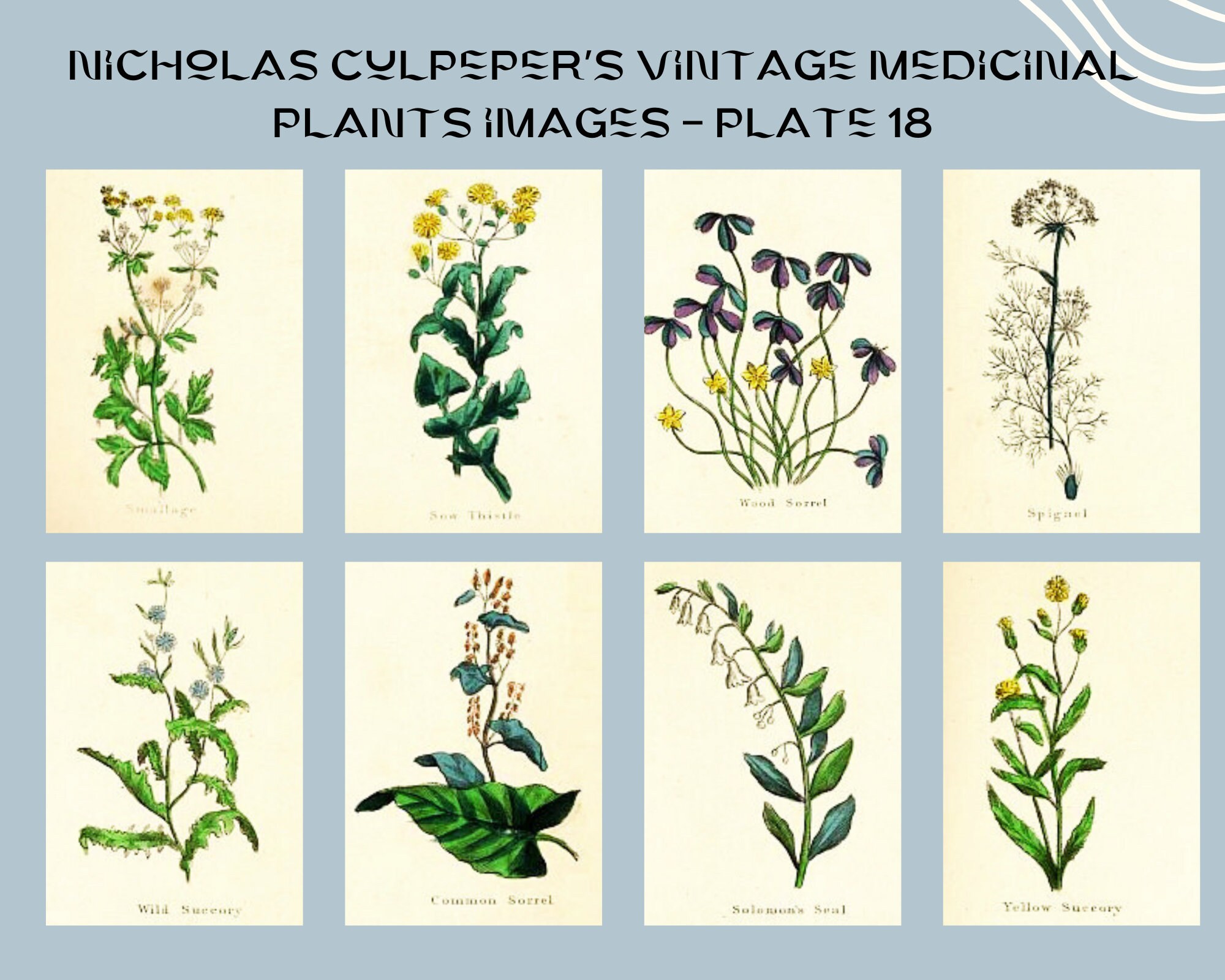 Nicholas Culpeper's Vintage Medicinal Plants Images - Plate 18 ...