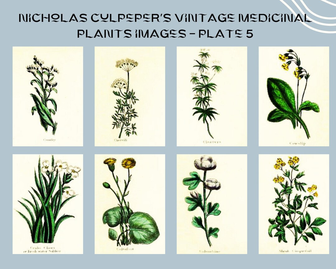 Nicholas Culpeper's Vintage Medicinal Plants Images - Plate 5 ...