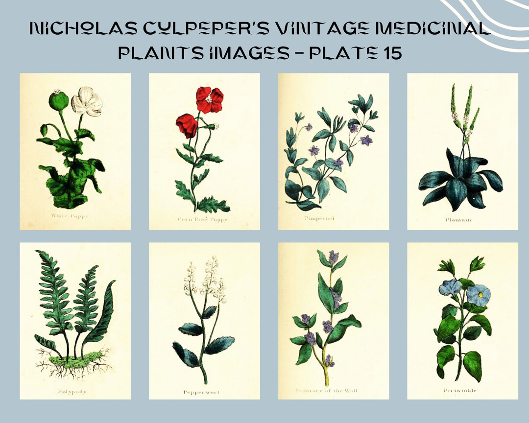 Nicholas Culpeper's Vintage Medicinal Plants Images - Plate 15 ...