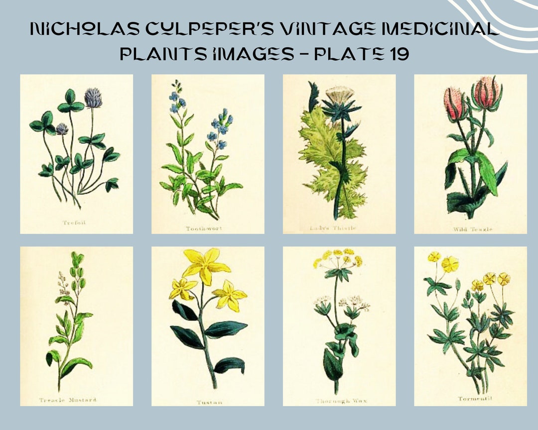 Nicholas Culpeper's Vintage Medicinal Plants Images - Plate 19 ...