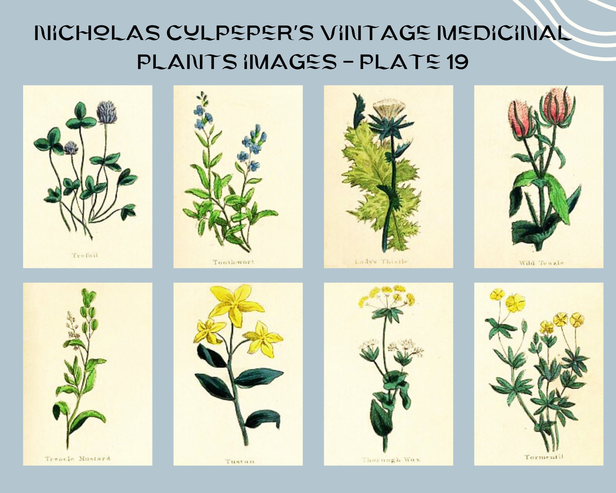 Nicholas Culpeper's Vintage Medicinal Plants Images - Plate 19 ...