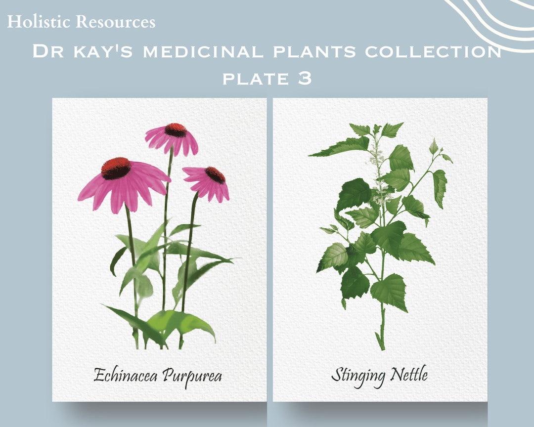 Dr. Kay's Medicinal Plants Collection Plate 3 | Wall Art | Medicinal ...