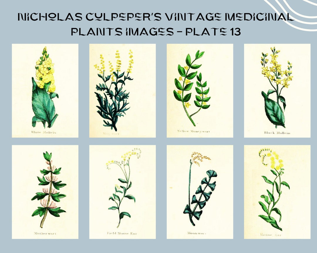Nicholas Culpeper's Vintage Medicinal Plants Images - Plate 13 ...