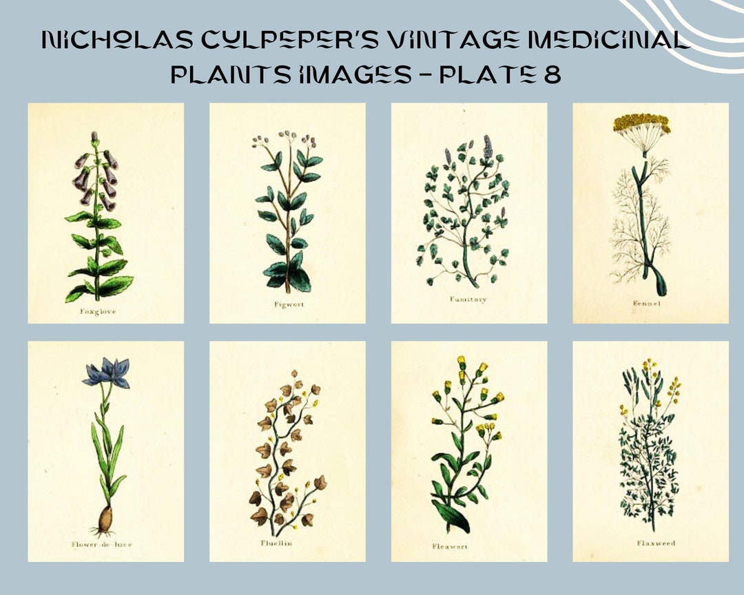 Nicholas Culpeper's Vintage Medicinal Plants Images - Plate 8 ...