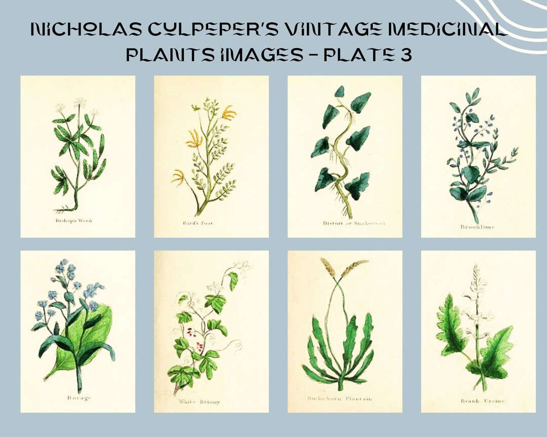 Nicholas Culpeper's Vintage Medicinal Plants Images - Plate 3 ...