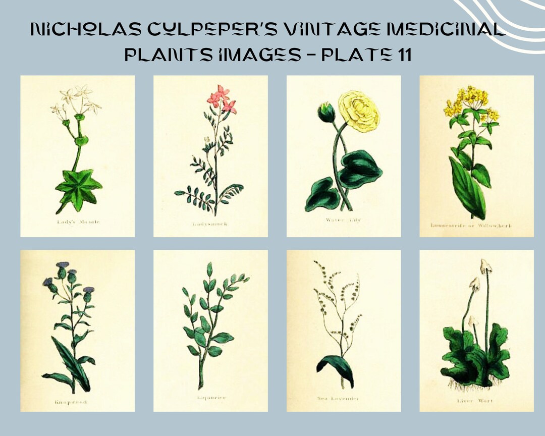Nicholas Culpeper's Vintage Medicinal Plants Images - Plate 11 ...