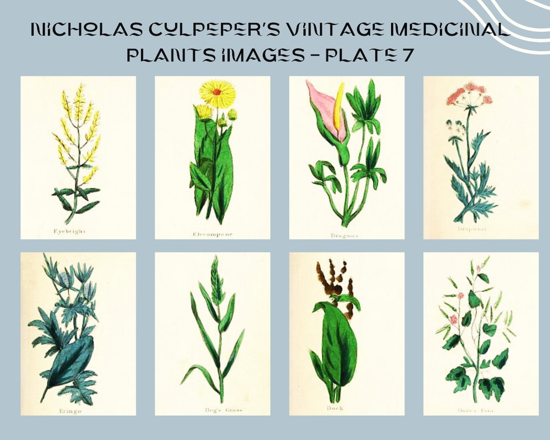 Nicholas Culpeper's Vintage Medicinal Plants Images - Plate 7 ...