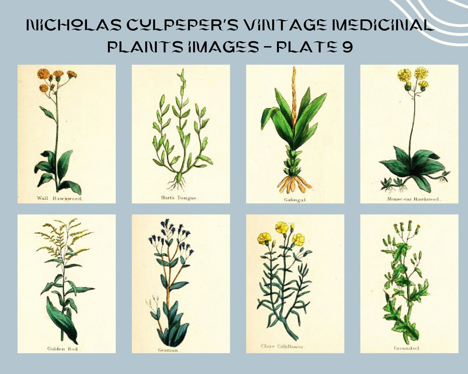 Nicholas Culpeper's Vintage Medicinal Plants Images - Plate 9 ...