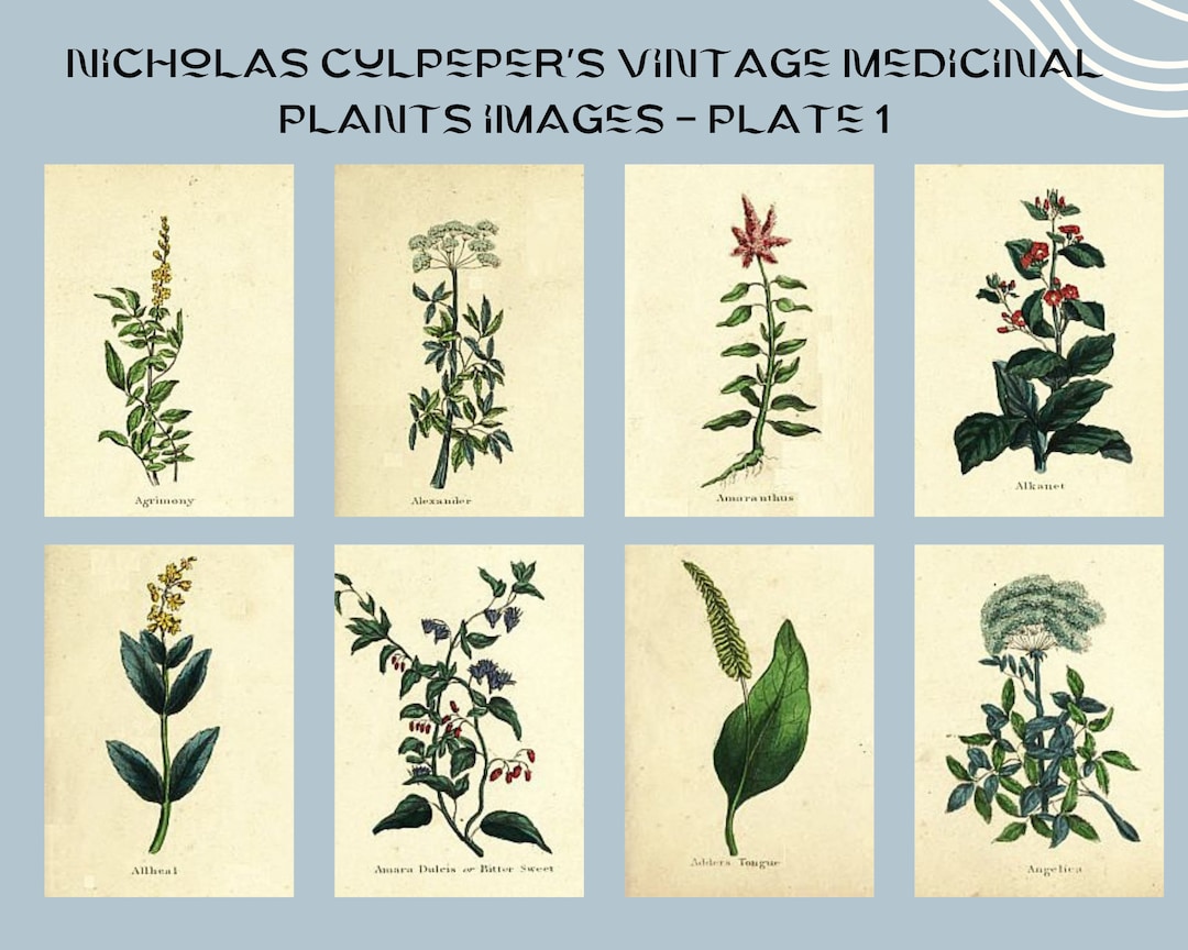 Nicholas Culpeper's Vintage Medicinal Plants Images - Plate 1 ...