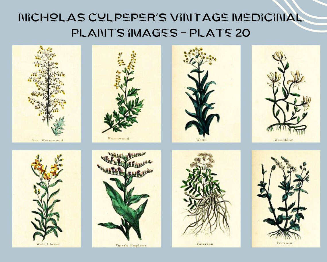 Nicholas Culpeper's Vintage Medicinal Plants Images - Plate 20 ...