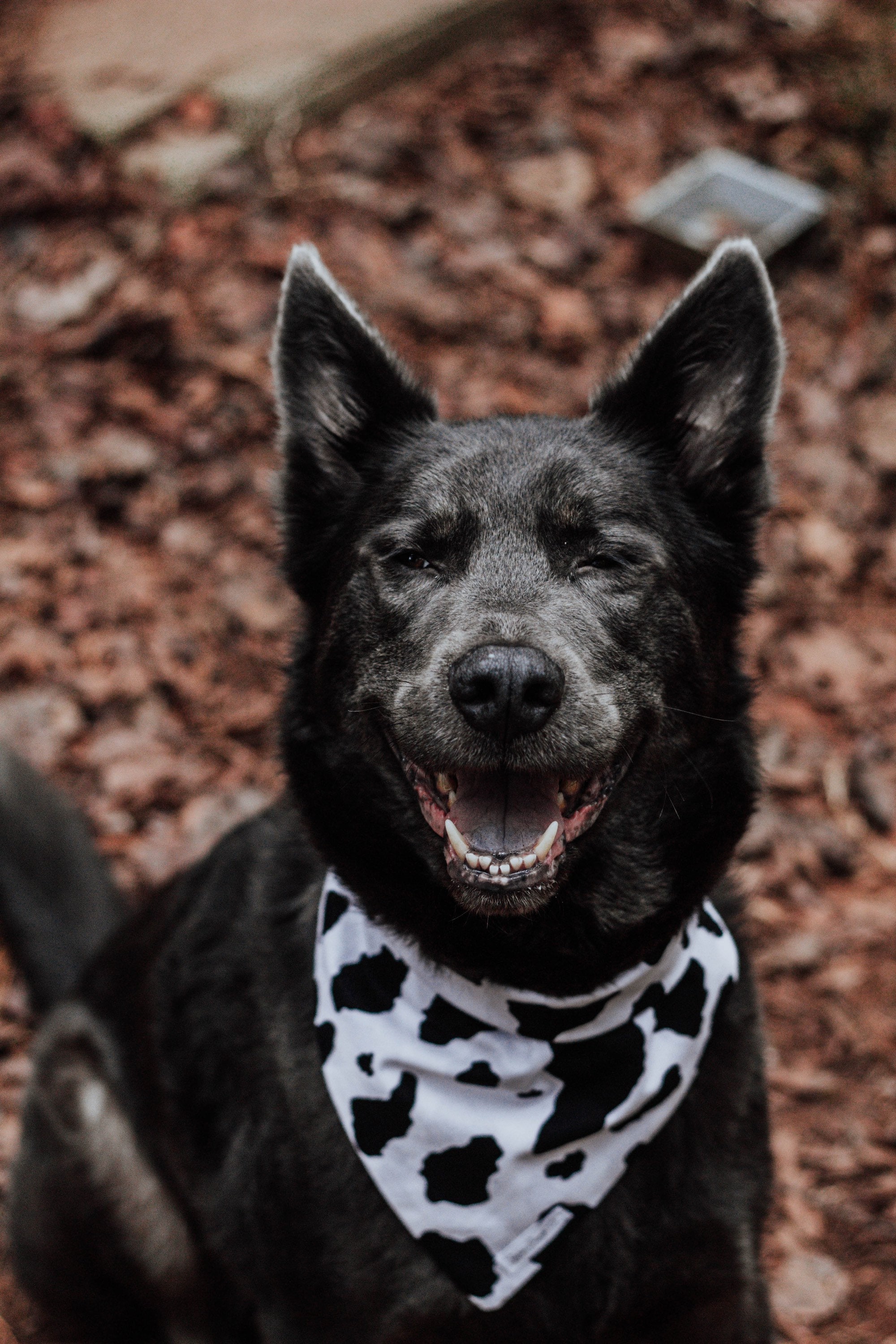 Cow Dog Bandana/cowboy Bandana/western Bandana/ Cow Print Bandana/ Snap ...