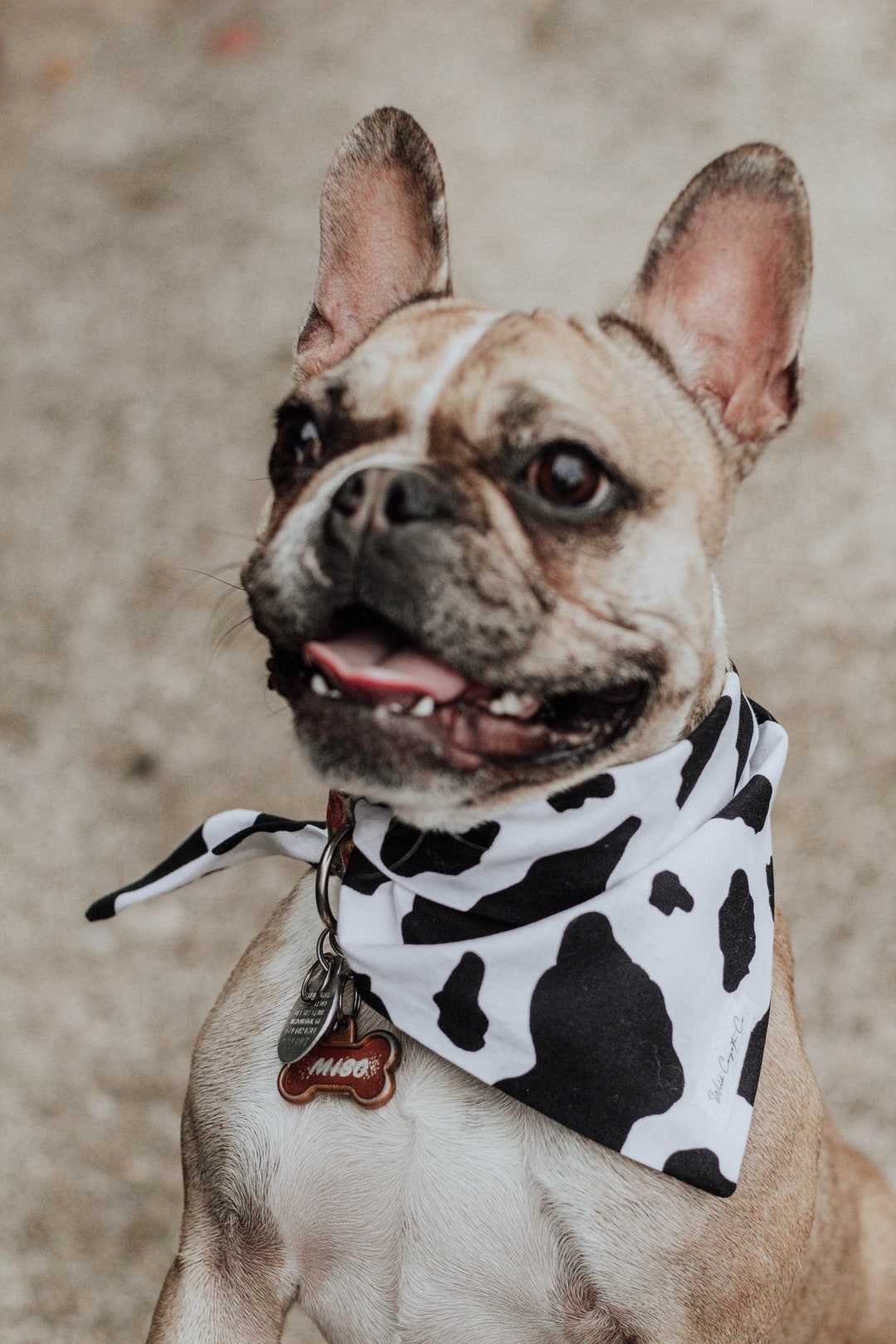Cow Dog Bandana/cowboy Bandana/western Bandana/ Cow Print Bandana/ Snap ...