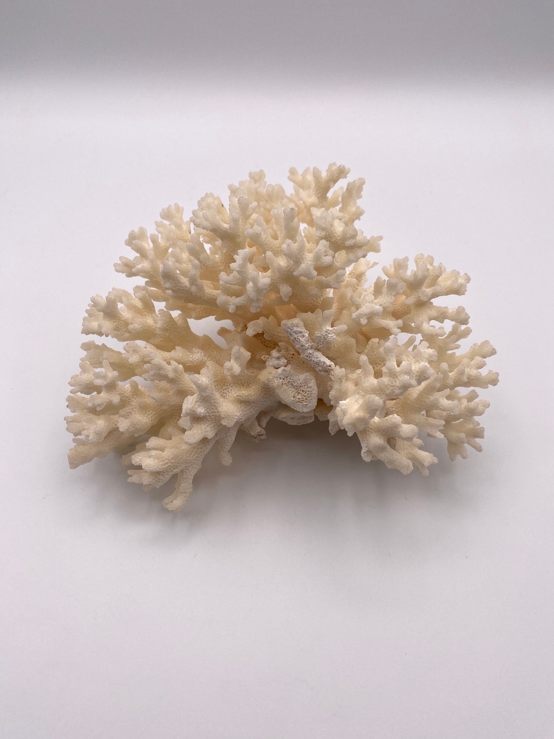 Real Natural White Dried Reef Branch Coral Beach Ocean Nautical Decor ...