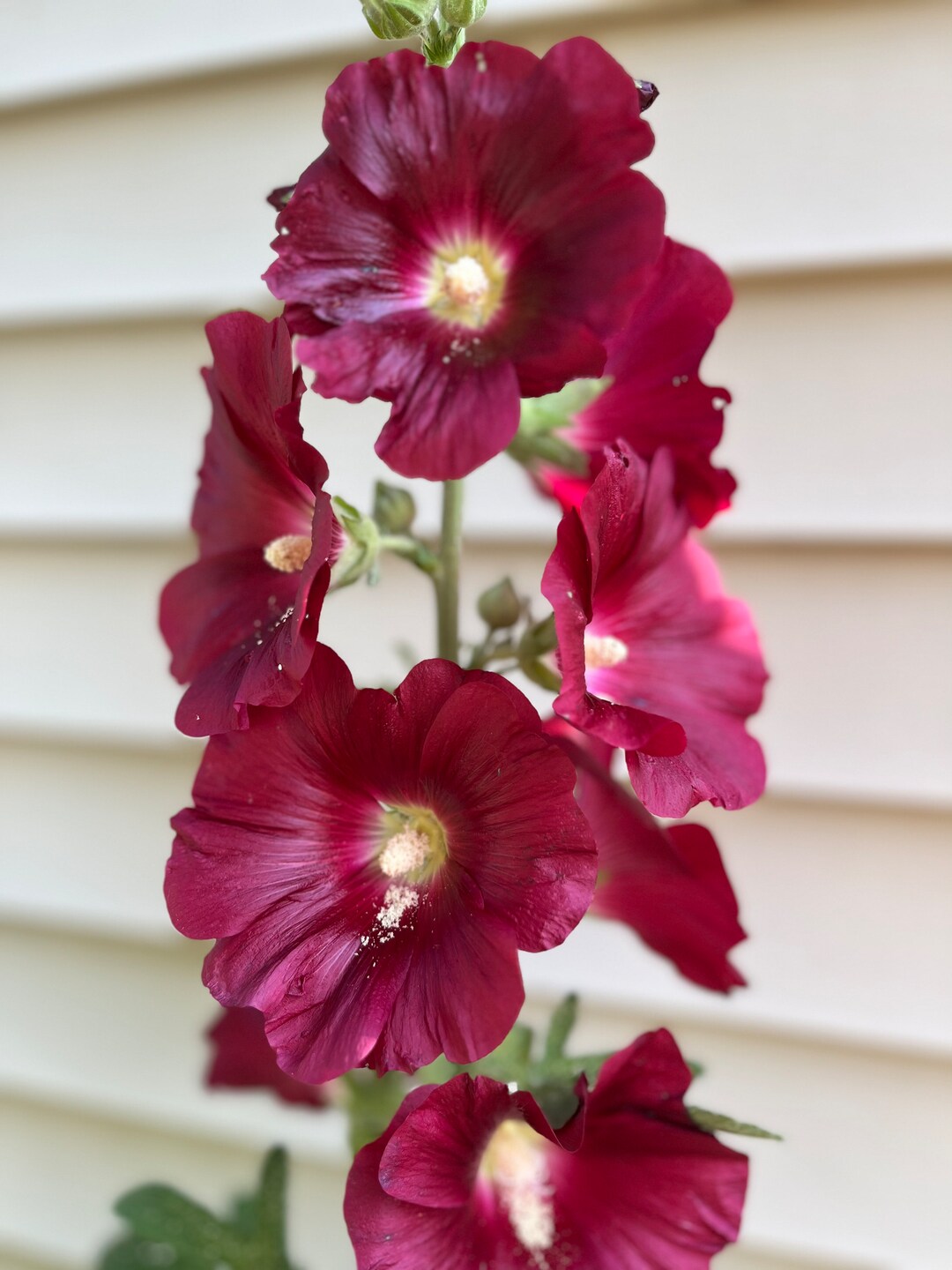 Brigid’s Blessing - Abundance Flower Essence - Etsy