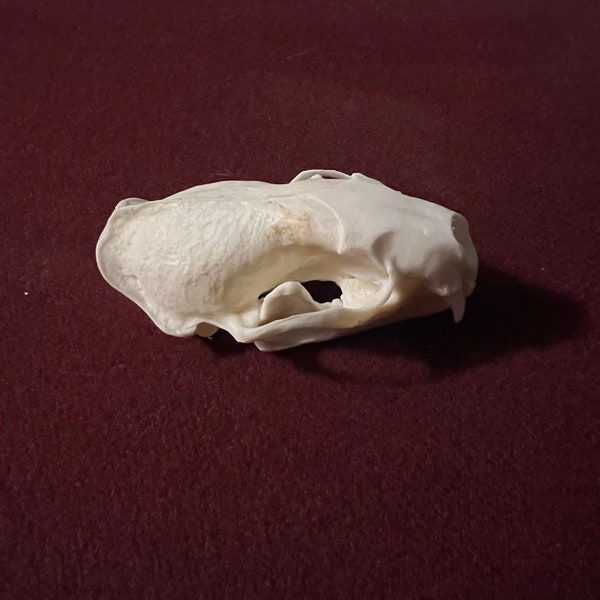 Mink Skull - Etsy