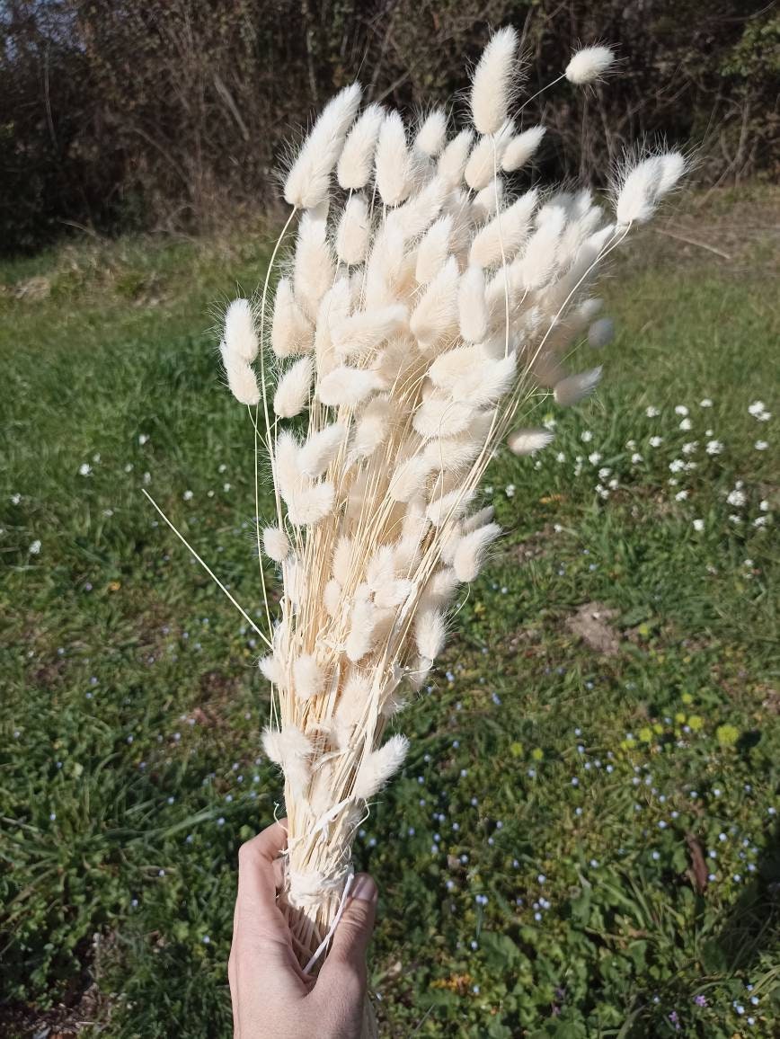 Bunch of White LAGURUS 55-60 Stems - Etsy Canada