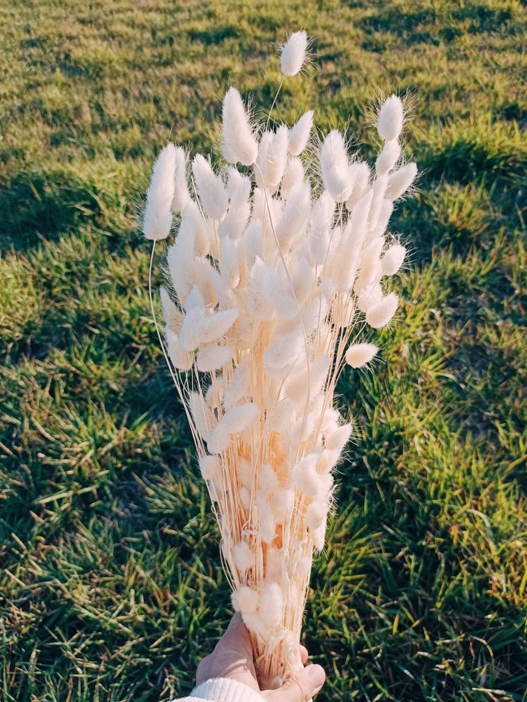 Bunch of White LAGURUS 55-60 Stems - Etsy