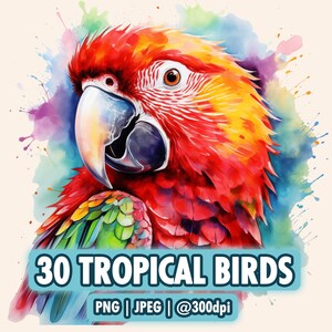 30 Tropical Birds Clipart | Tropical Animals, Digital Art, Macaw ...