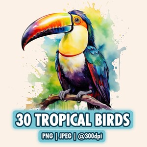 30 Tropical Birds Clipart | Tropical Animals, Digital Art, Macaw ...
