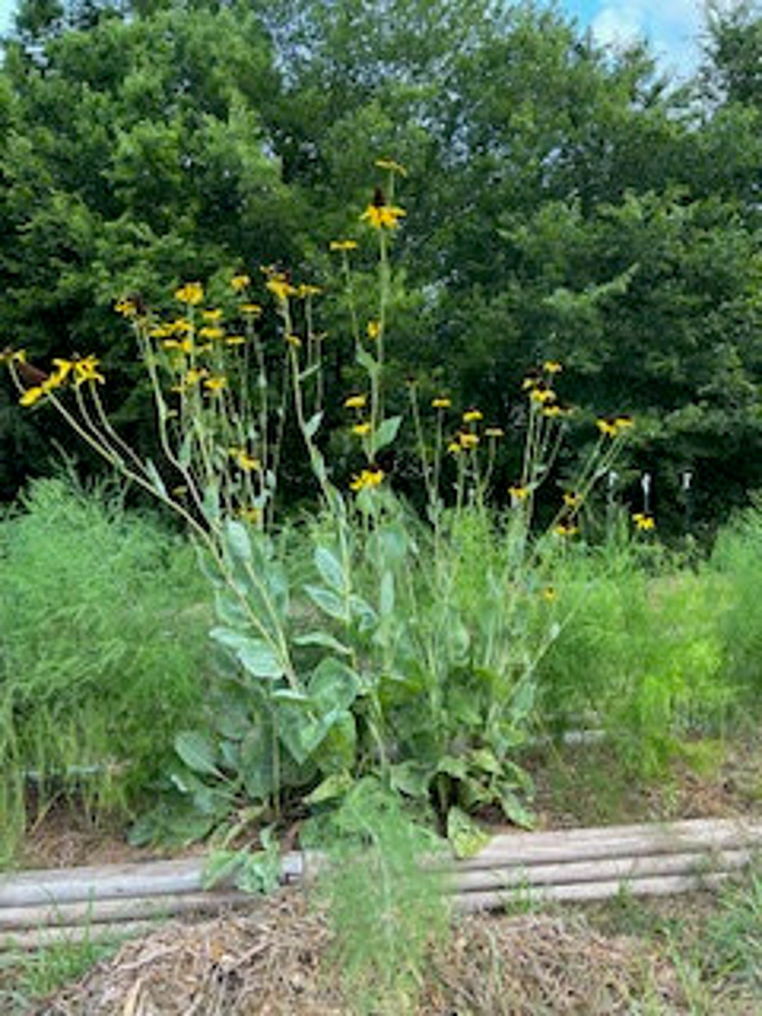 Rudbeckia Maxima, Giant Coneflower Seeds 30 Count - Etsy