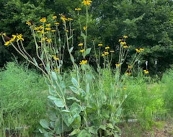 Rudbeckia Maxima, Giant Coneflower Seeds 30 Count - Etsy