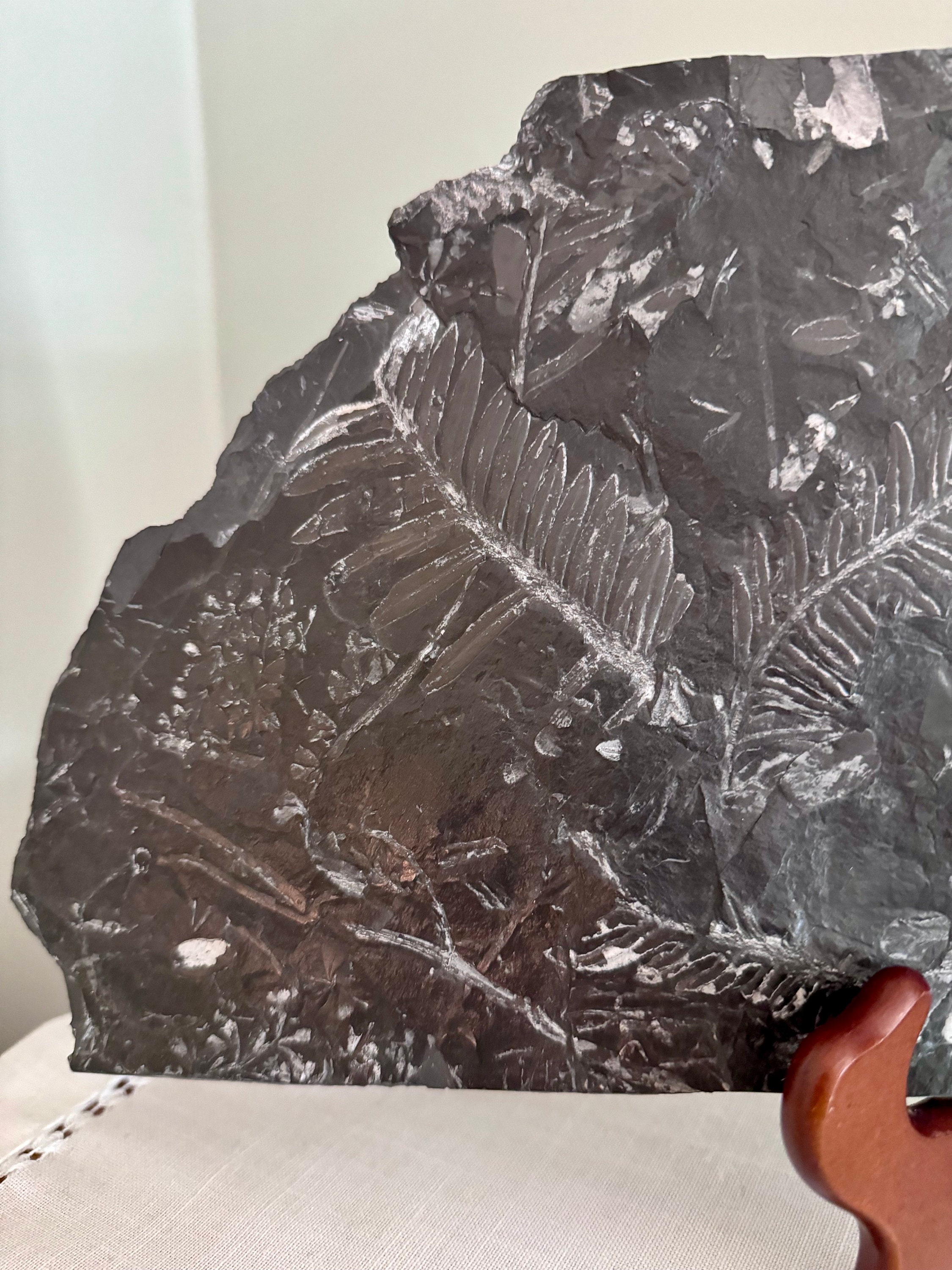 Large Fossil Tree Fern double-sided. Alethopteris Serlii, Carboniferous ...