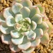 Echeveria Caviar/ Pachyphytum Caviar Imported Succulent - Etsy