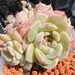 Echeveria Caviar/ Pachyphytum Caviar Imported Succulent - Etsy