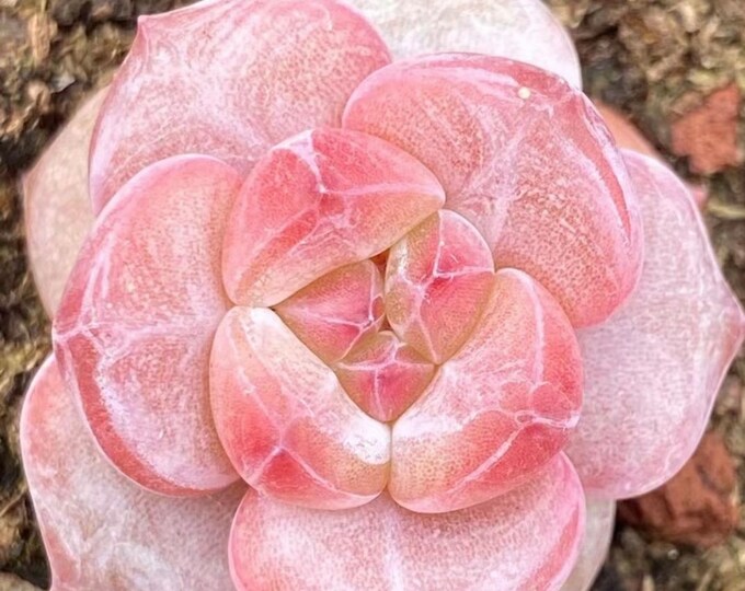 Echeveria Hoshikage（星影梦露）rare Imported Korean Succulent - Etsy