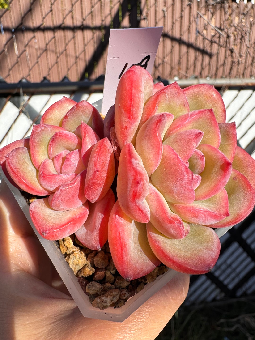 Imported Rare Echeveria Cream Puff Succulent From Korea - Etsy