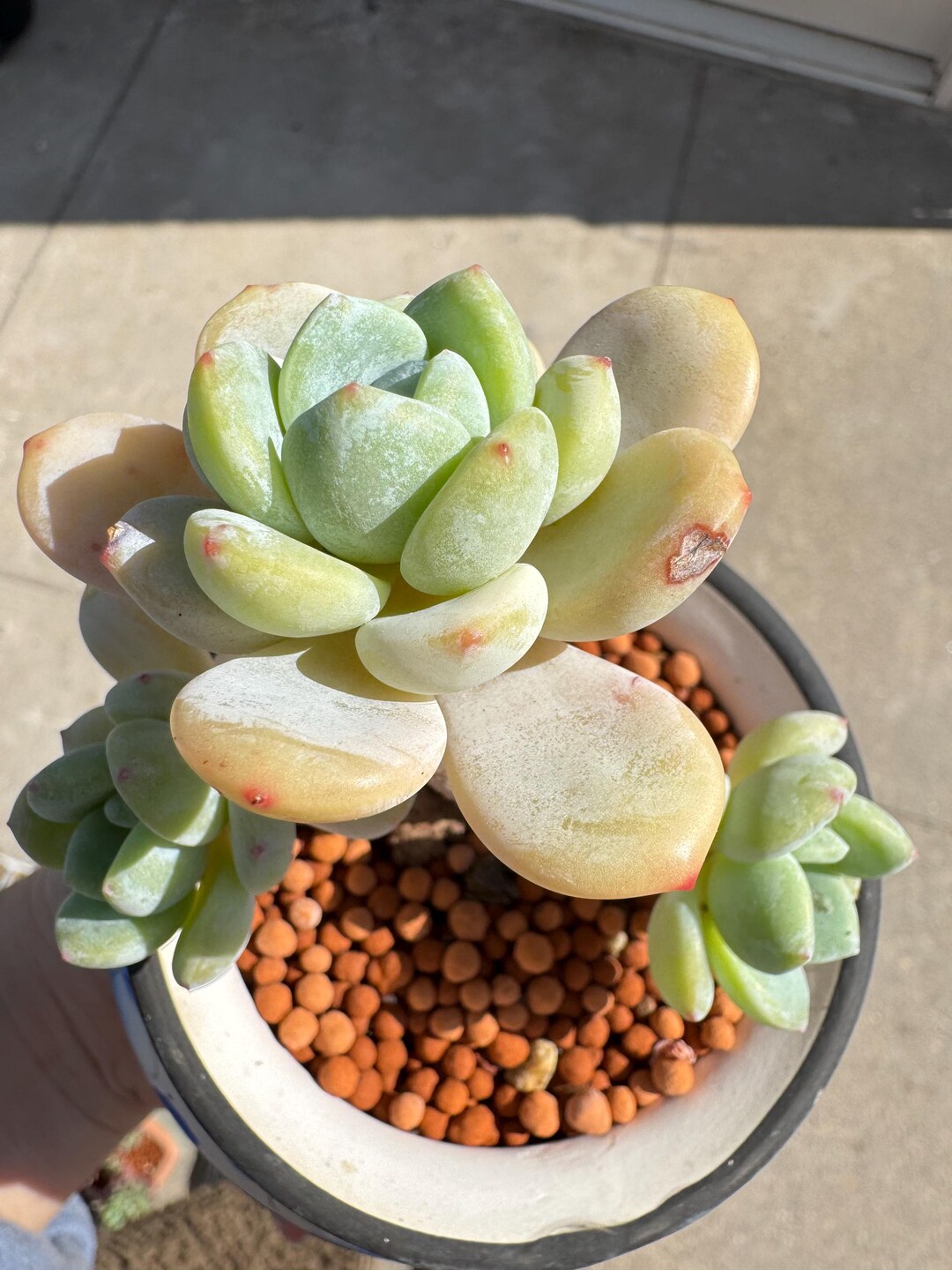 Sedeveria Maxwell/lengxiang 冷香(echeveria Laui X Sedum Clavatum ) Rare ...