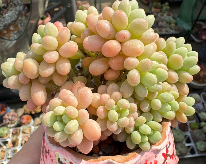 Echeveria Caviar/ Pachyphytum Caviar Imported Succulent - Etsy