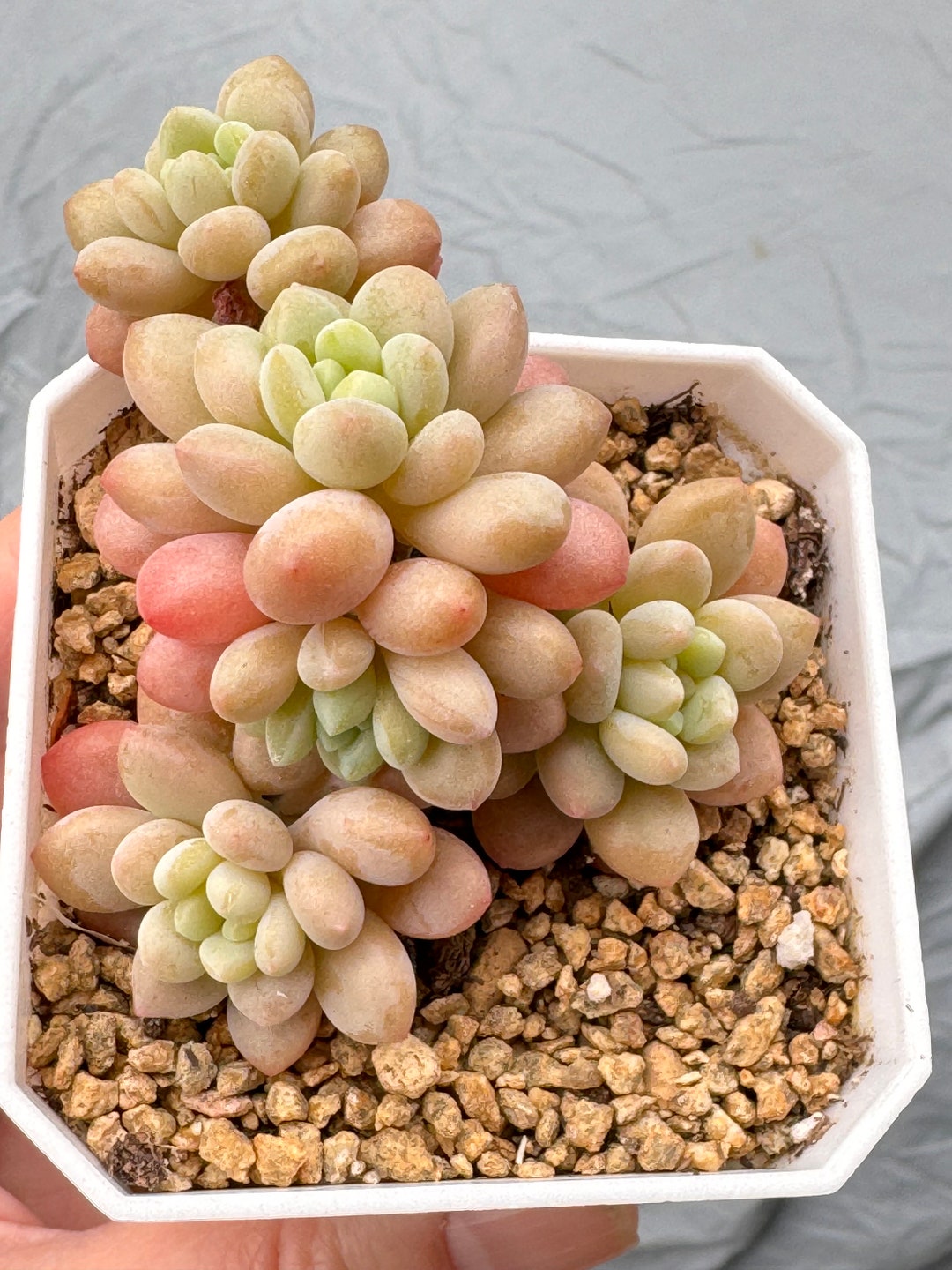 Echeveria Caviar/ Pachyphytum Caviar Imported Succulent - Etsy