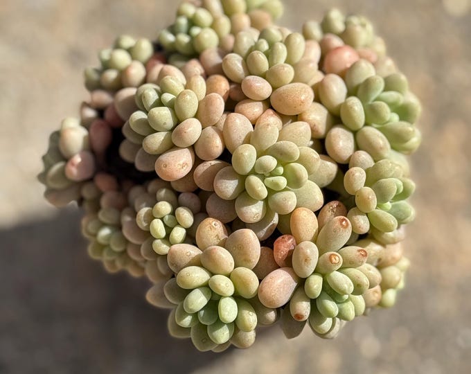 Echeveria Caviar/ Pachyphytum Caviar Imported Succulent - Etsy