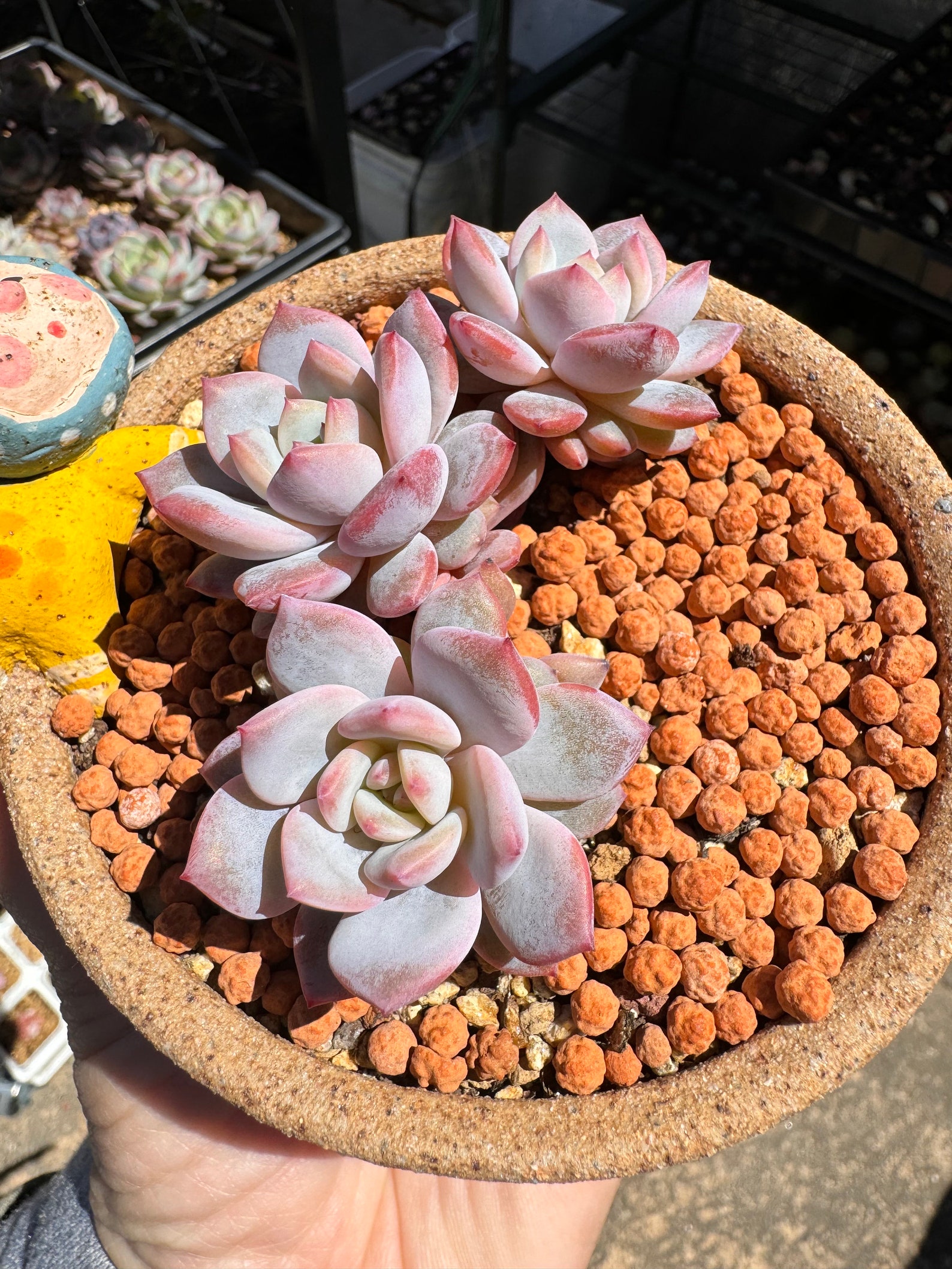 Echeveria Star Orange Monroe 星星橙cluster Imported Rare Korean Succulent ...