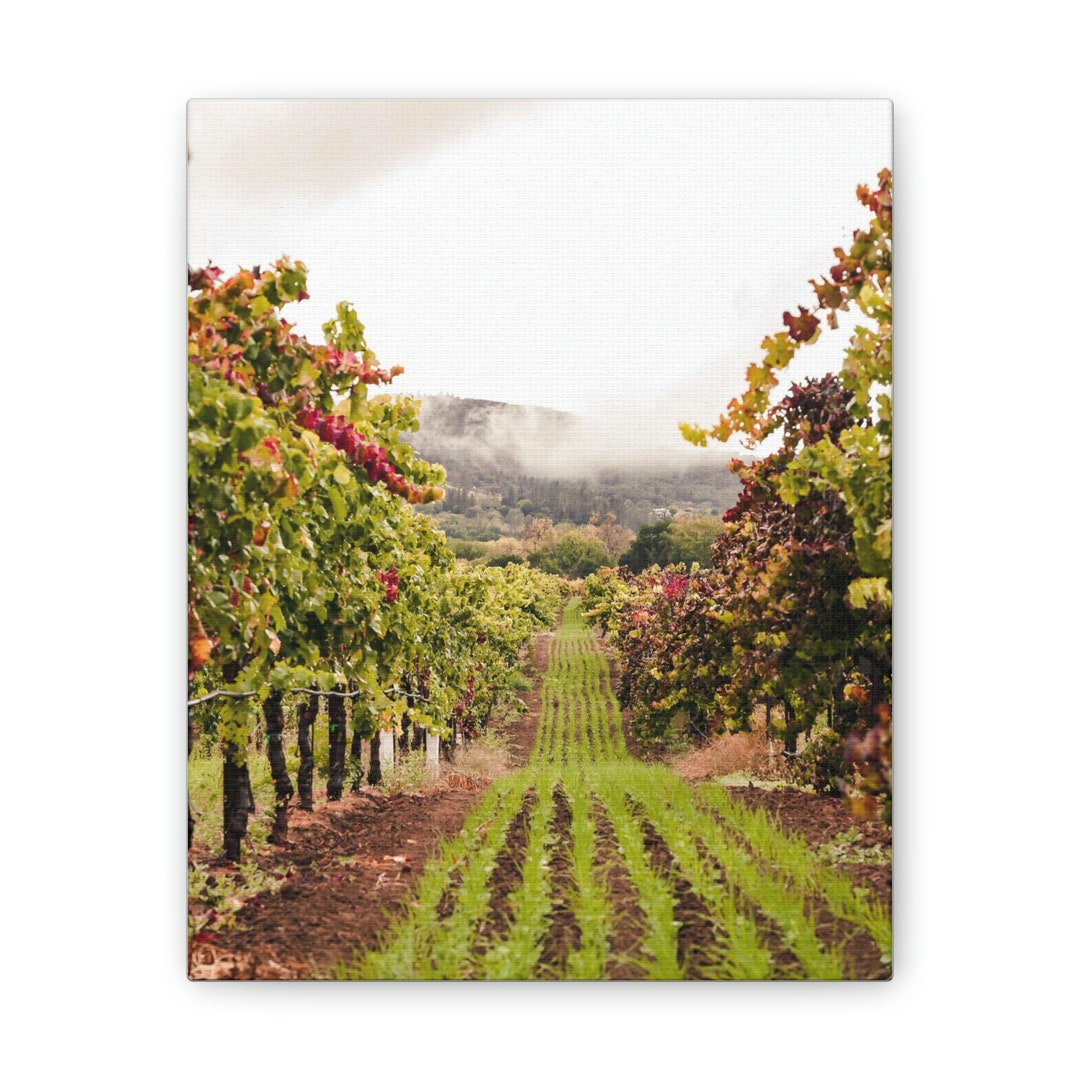 Wall Art Vineyard Wine Country Gift Home Decor Harvest Photo Grapes ...
