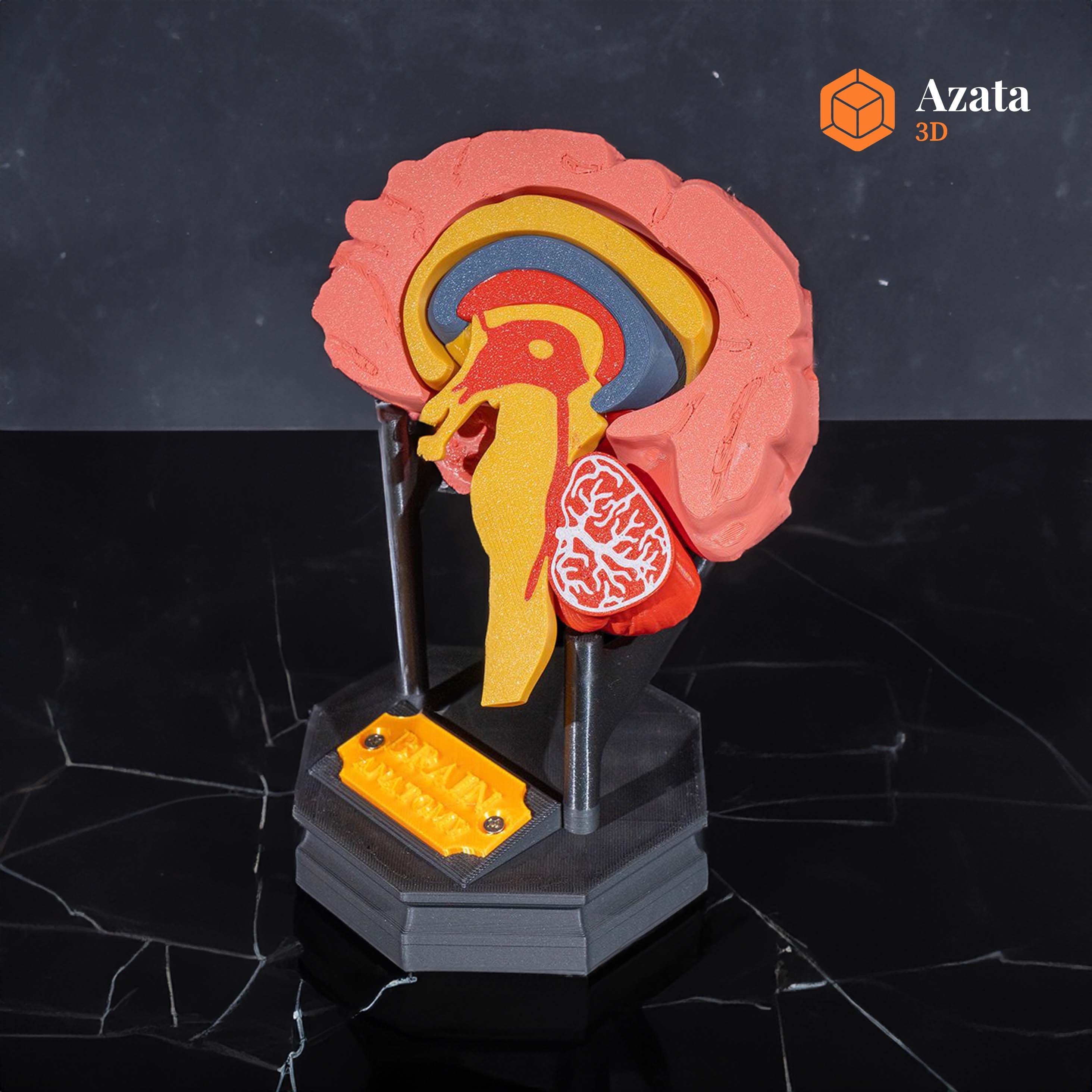 Realistic Human Brain | 3D Printed Brain Replica | Medical School ...