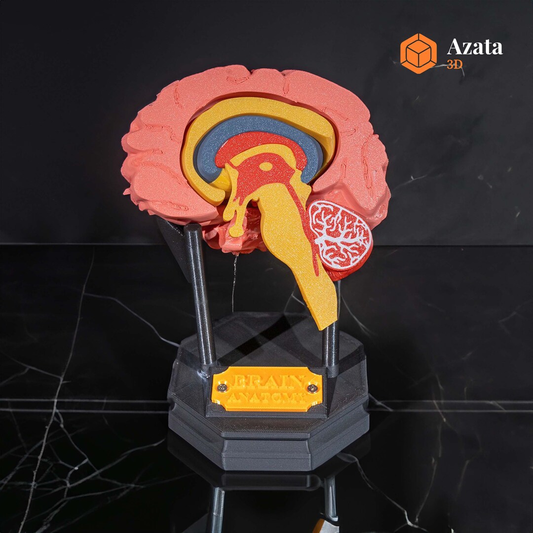 Realistic Human Brain | 3D Printed Brain Replica | Medical School ...