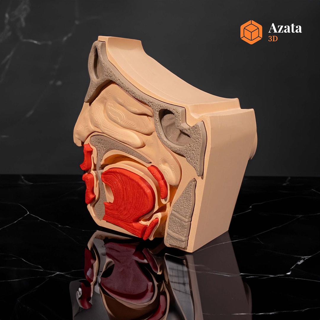 Realistic Nose and Sinus | 3D Printed Nose Replica | Medical School ...