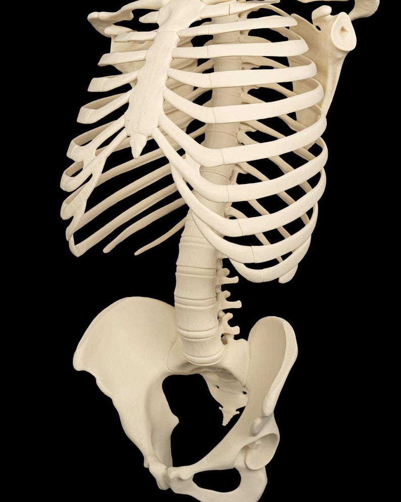 Human Skeleton Model With Stand, Anatomical Skeleton Model, Full Body ...