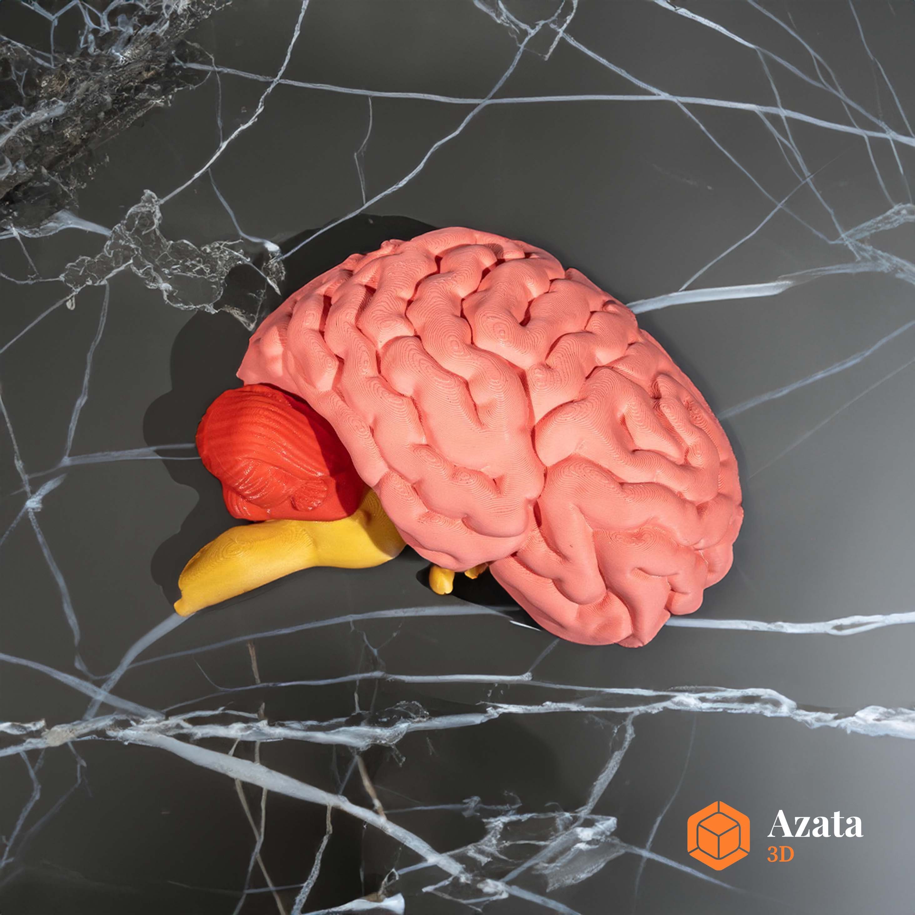 Realistic Human Brain | 3D Printed Brain Replica | Medical School ...