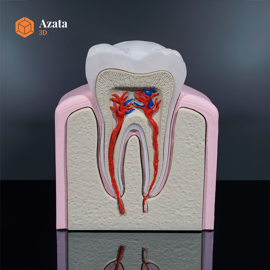 Realistic Healthy Premolar Tooth | 3D Printed Teeth Replica | Medical ...