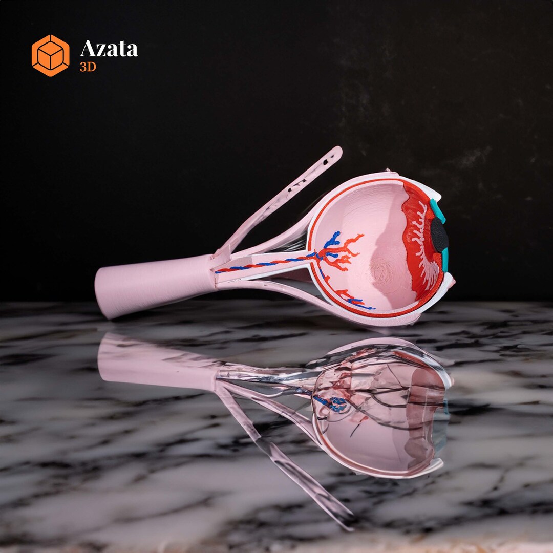 Realistic Human Eye | 3D Printed Eyeball Replica | Medical School ...
