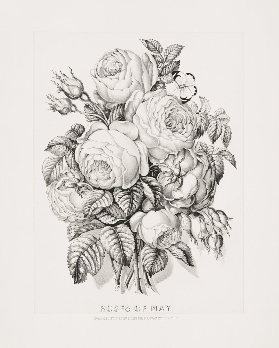 Roses of May 1870 Art Drawing Printable Digital Download Vintage Roses ...