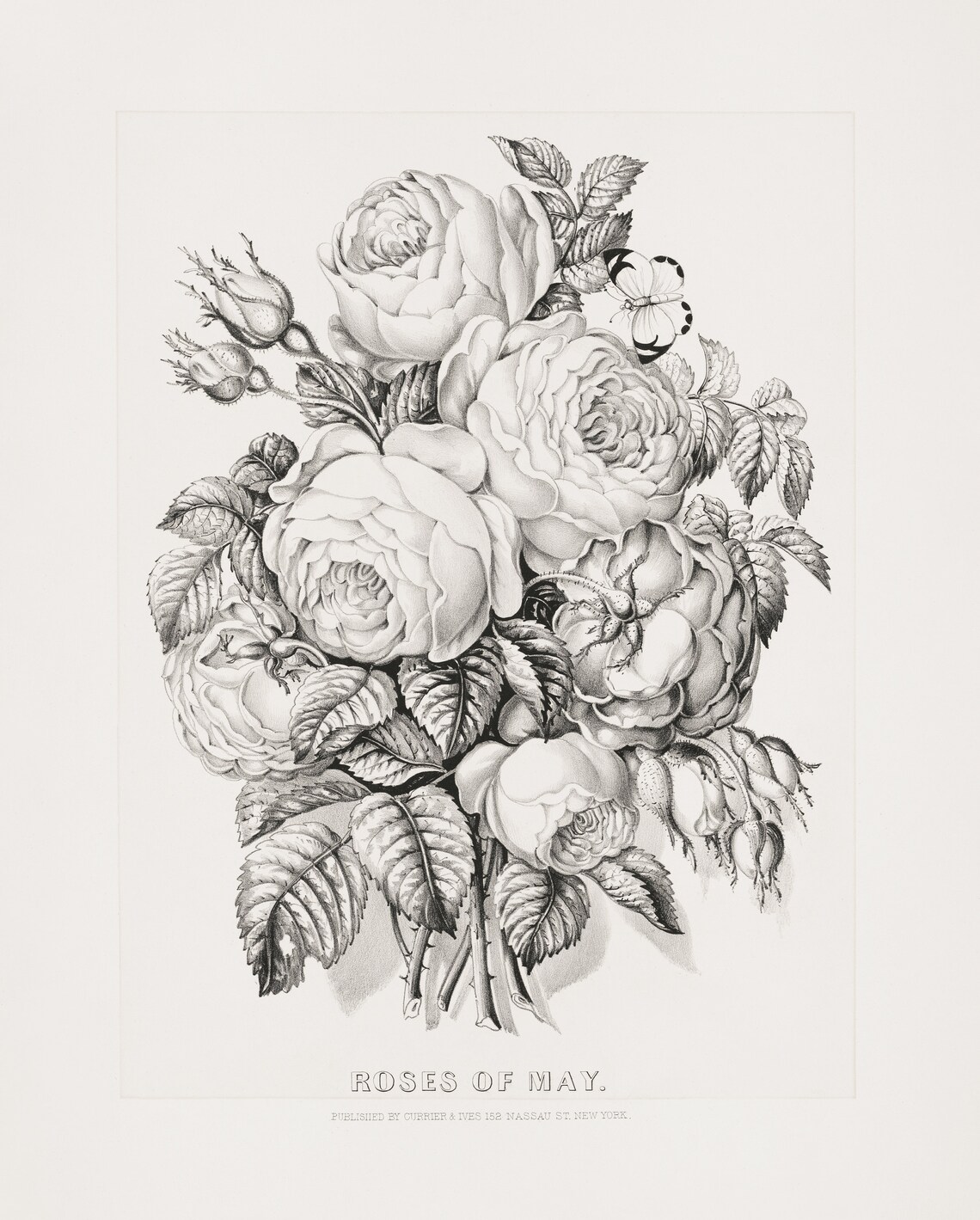 Roses of May 1870 Art Drawing Printable Digital Download Vintage Roses ...